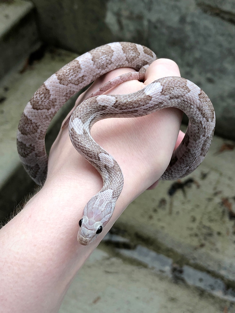 Phantom Het Sunkissed Stripe Corn Snake by Studio Cold Blood - MorphMarket