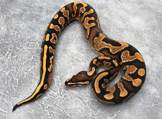Calico Yellow Belly/Asphalt Het Clown Ball Python by Studio Cold Blood