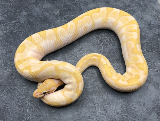 Banana Bamboo Enchi Calico Poss GHI Ball Python by Studio Cold Blood