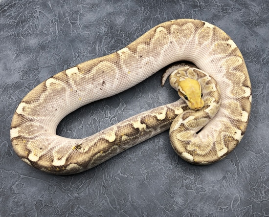 Bamboo GHI Pastel Ball Python by Studio Cold Blood