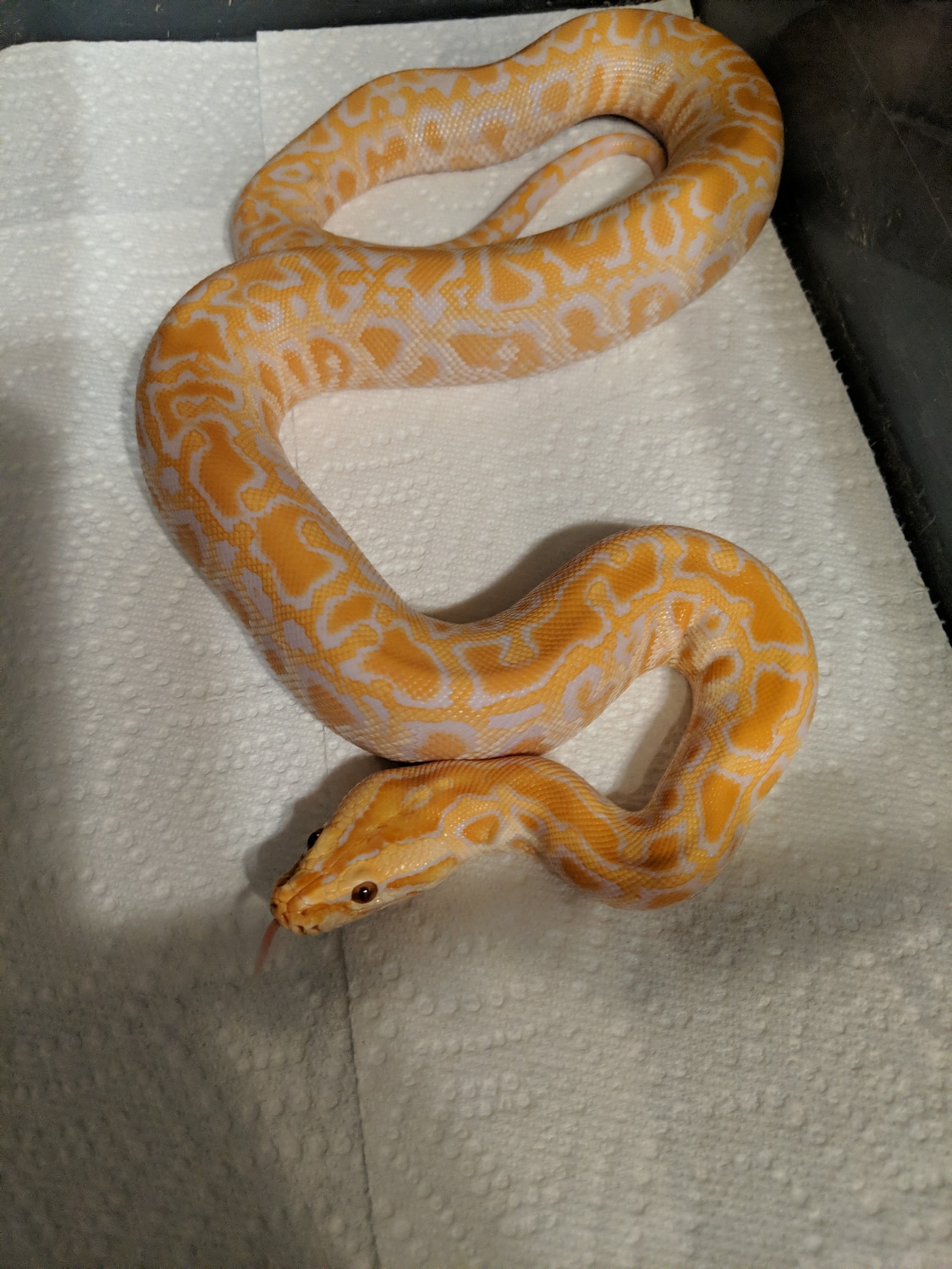 50% Dwarf Albino Burmese Python by Stud Reptiles - MorphMarket