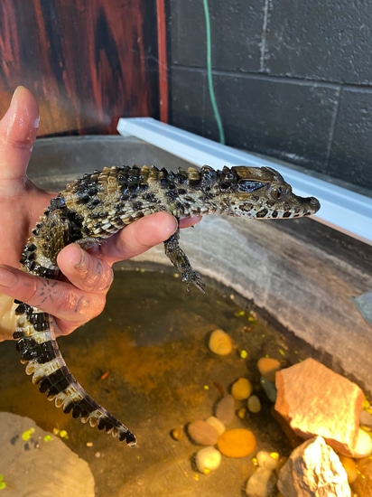 Friendly Cuvier's Dwarf Caiman by Ohio Pet Depot