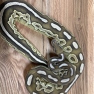 Cinnamon Het Red Axanthic Ball Python by Ohio Pet Depot