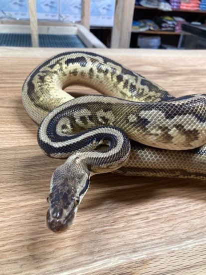 Leopard Pastel Spot Nose Yellow Belly Ball Python by Ohio Pet Depot