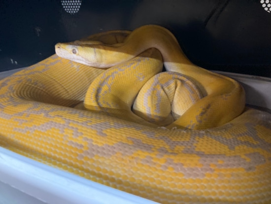 Purple Golden Child Retic 6yrs Old Reticulated Python by Ohio Pet Depot