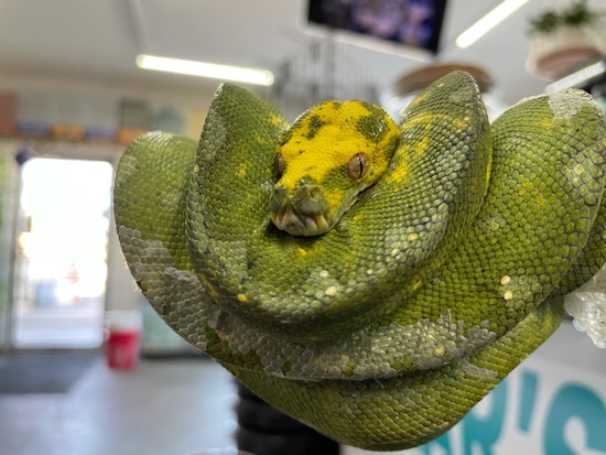 Yellow Phase Biak Green Tree Python by Ohio Pet Depot