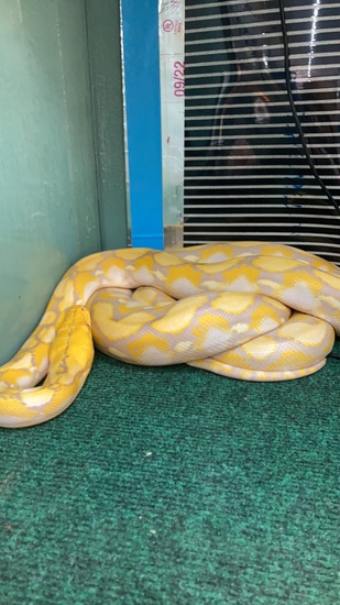 Purple Albino Retic 2yrs Reticulated Python by Ohio Pet Depot