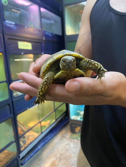 Herman Torts Hermann's Tortoise by Ohio Pet Depot