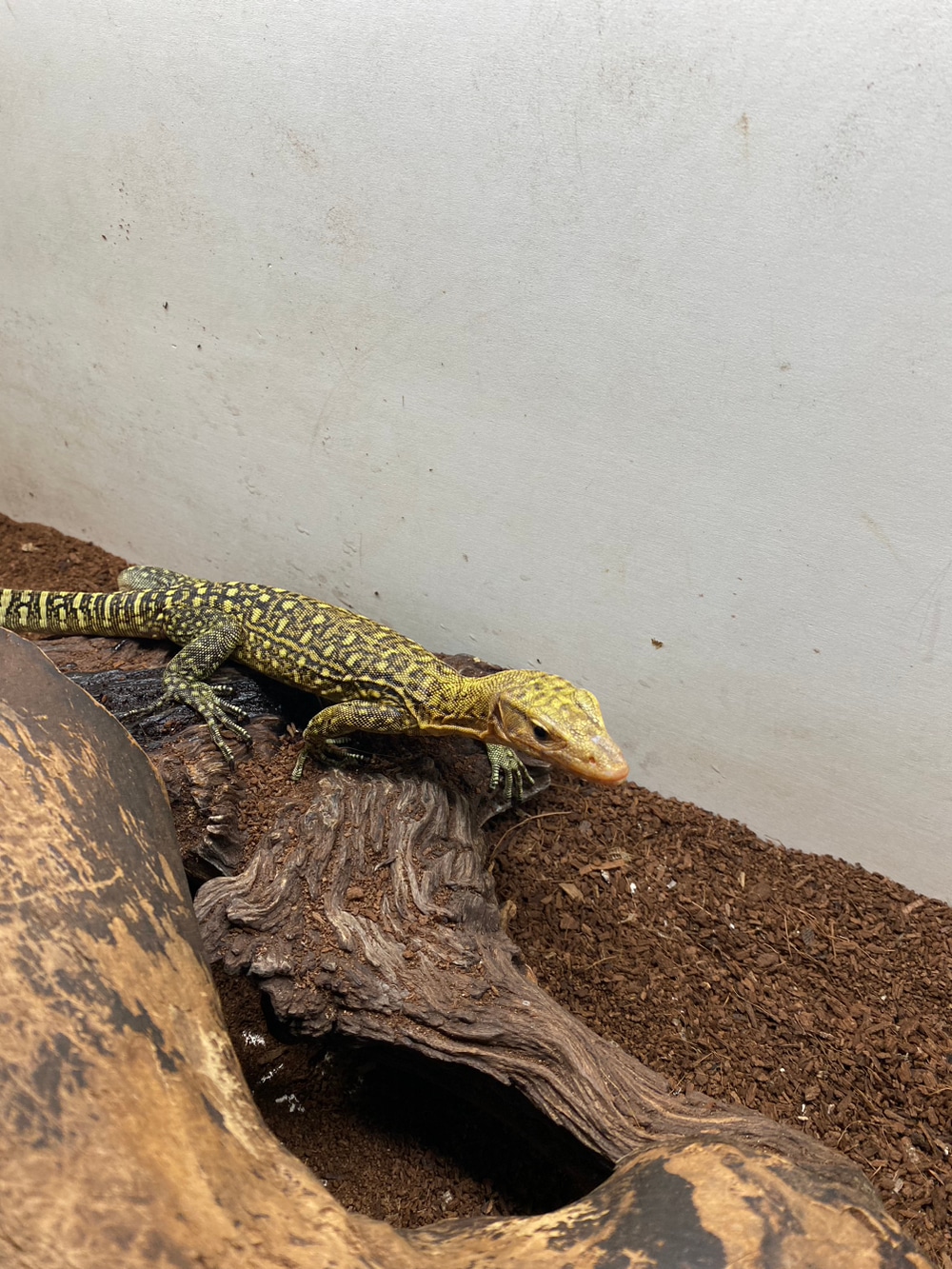 Beautiful Quince Monitor Other Monitor by Stumps Aquatic & Exotic Pets ...