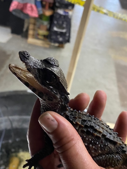 Smooth Fronted Dwarf Caiman Smooth-Fronted Caiman by Ohio Pet Depot