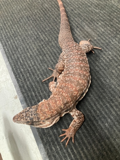 Docile Red Tegu Male Columbian Tegus by Ohio Pet Depot