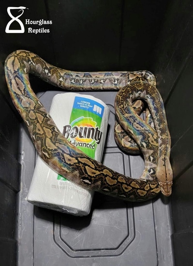 2016 Male Super Dwarf Kalaotoa / 50% Het Amel Reticulated Python by ...