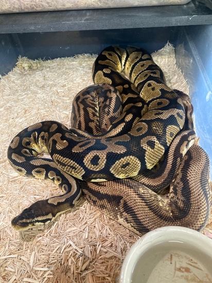 Proven Pastel Female Breeder Ball Python by Ohio Pet Depot