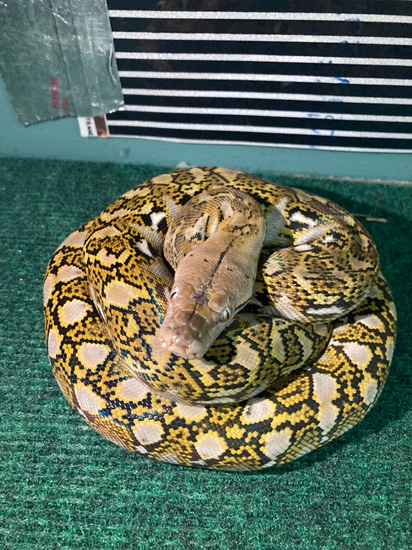 2022 Normal Reticulated Python Male by Ohio Pet Depot