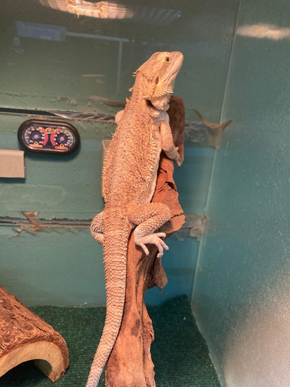 Breeder Female Normal Pos Citrus Beardie Central Bearded Dragon by Ohio ...