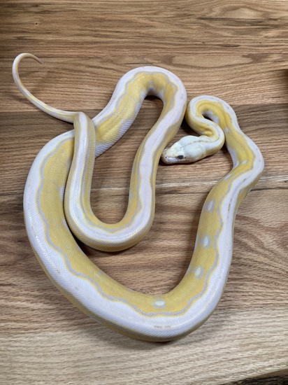 Lav Albino Motley Tiger 66% G Stripe/ Anthrax Male Reticulated Python ...