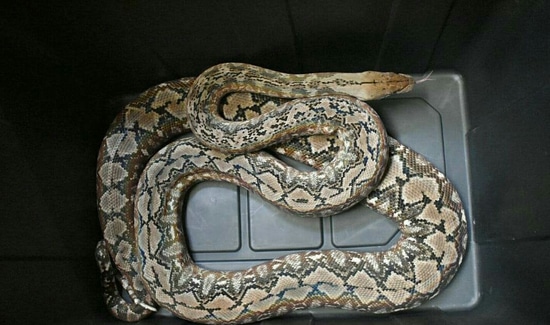 Super Dwarf 2011 Reticulated Python by Ohio Pet Depot