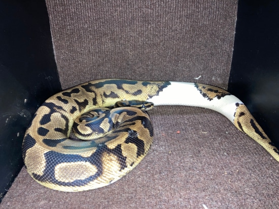 Pied Female SCW Ball Python by Ohio Pet Depot