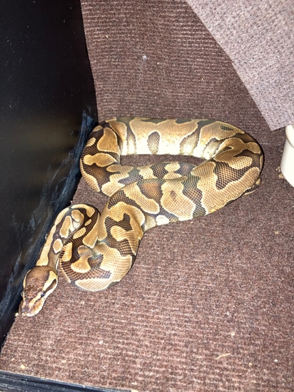 Cinnamon Enchi Ball Python by Ohio Pet Depot
