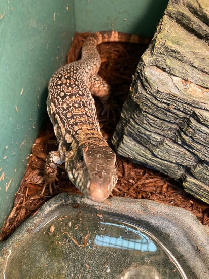 Red Tegu Columbian Tegus by Ohio Pet Depot
