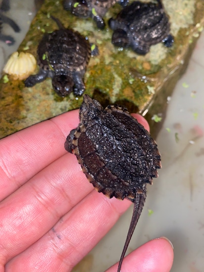 CB Common Snapping Turtles by Ohio Pet Depot