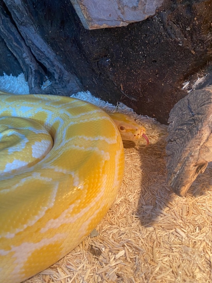 Albino Burm Burmese Python by Ohio Pet Depot