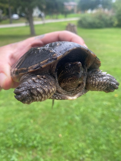 Common Snapping Turtle by Ohio Pet Depot