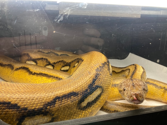 Platinum Tiger Pos Sunfire 15ft Reticulated Python by Ohio Pet Depot