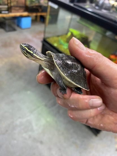 Asian Box Turtle by Ohio Pet Depot