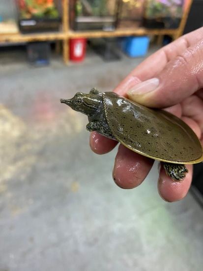 23 Spiny Softshells Softshell Turtle by Ohio Pet Depot
