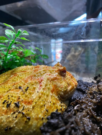 Strawberry Pineapple Pacman Frog by Ohio Pet Depot