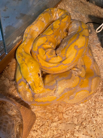 Purple Albino Reticulated Python by Ohio Pet Depot