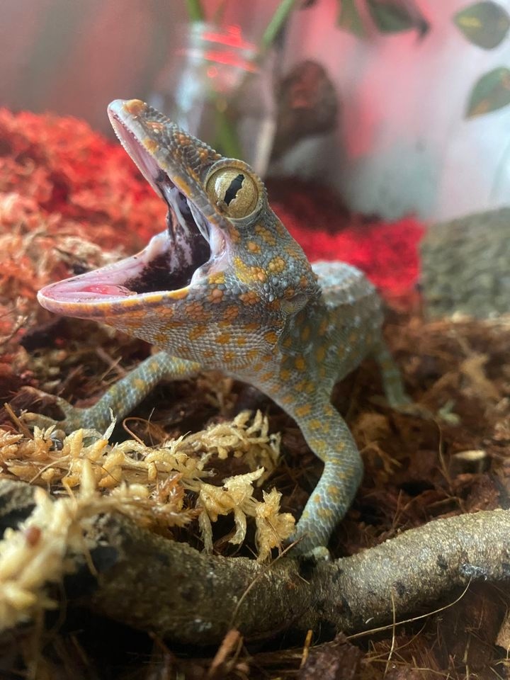 LTC Tokay Probable Male Tokay Gecko by Stumps Aquatic & Exotic Pets ...