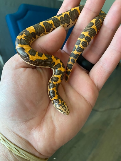 Sand Boas Het Anery Kenyan Sand Boa by Ohio Pet Depot