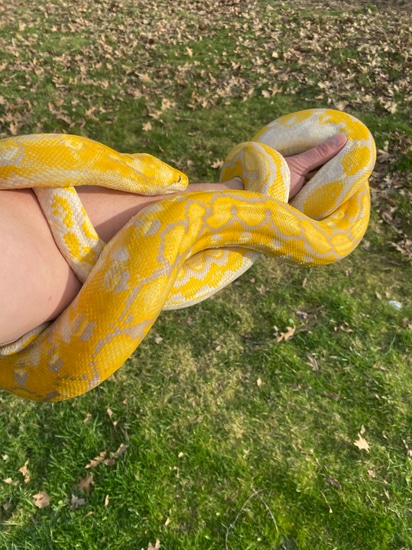 Purple Albino Reticulated Python by Ohio Pet Depot