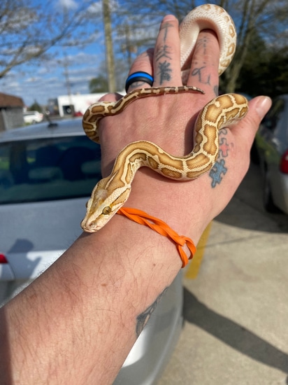 Hypo Burm Male Burmese Python by Ohio Pet Depot