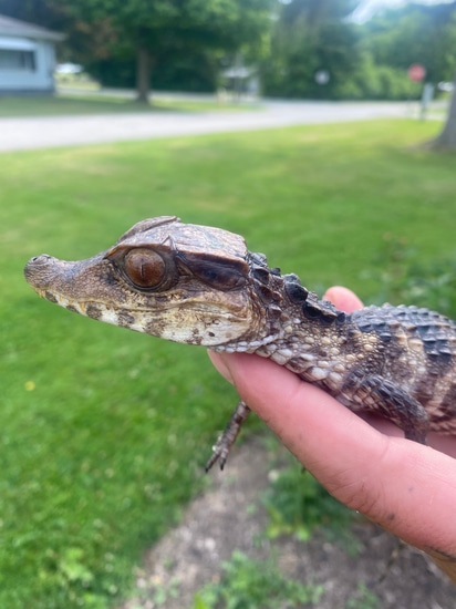 Cuvier Dwarf Caiman Cuvier's Dwarf Caiman by Ohio Pet Depot