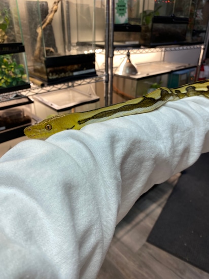 Tiger Reticulated Python by Ohio Pet Depot