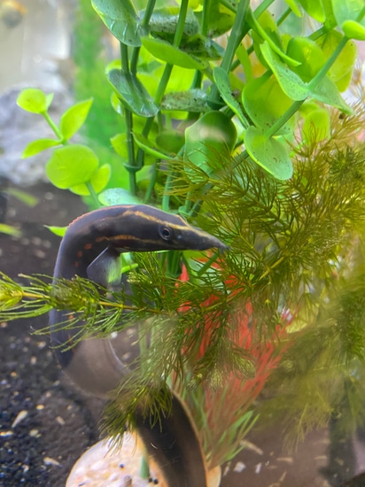 Red Fire Eel Freshwater Eel by Ohio Pet Depot