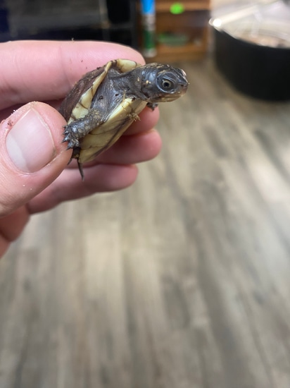 Gulf Coast Box Turtle by Ohio Pet Depot