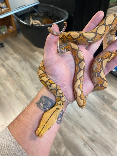 Orange Glow Purple Carrier Reticulated Python by Ohio Pet Depot