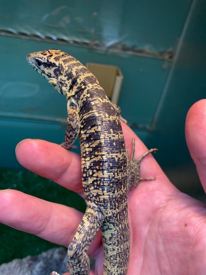 Gold Tegu Columbian Tegus by Ohio Pet Depot