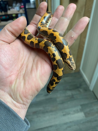 Normal Sand Boa Kenyan Sand Boa by Ohio Pet Depot