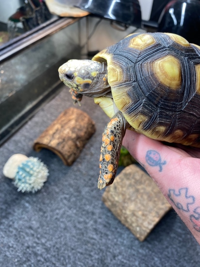 Red Foot Red-Footed Tortoise by Ohio Pet Depot