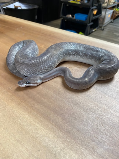 Silver Bullet Ball Python by Ohio Pet Depot
