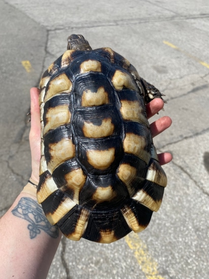Marginated Tortoise by Ohio Pet Depot