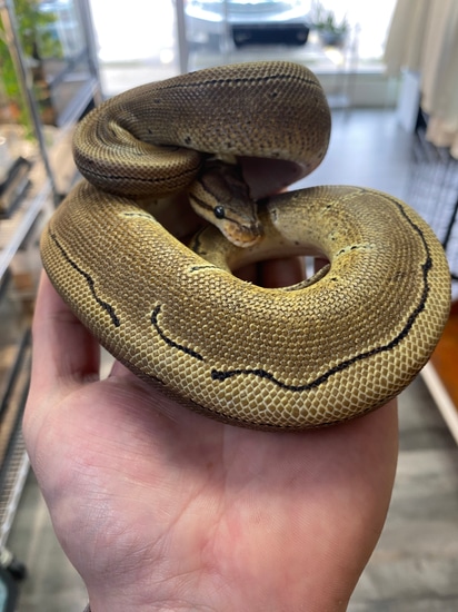 Pinstripe Ball Python by Ohio Pet Depot