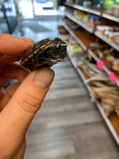 3 Stripe Mud Mud & Musk Turtles by Ohio Pet Depot