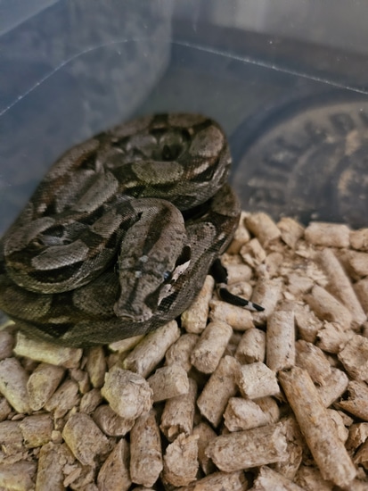 Central American Boa Boa Constrictor by Robert & Son Reptiles