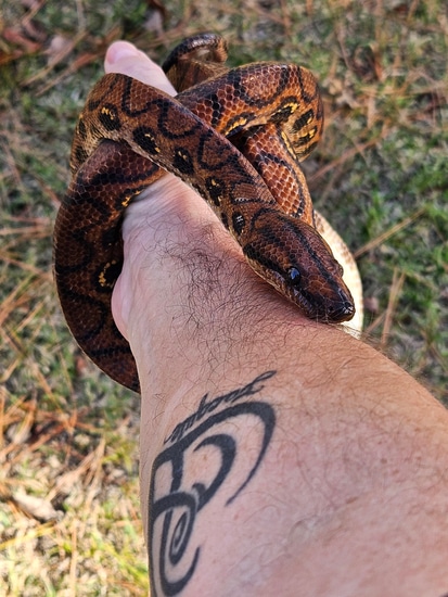 Male Adult Brazilian Rainbow Boa by Robert's Reptiles